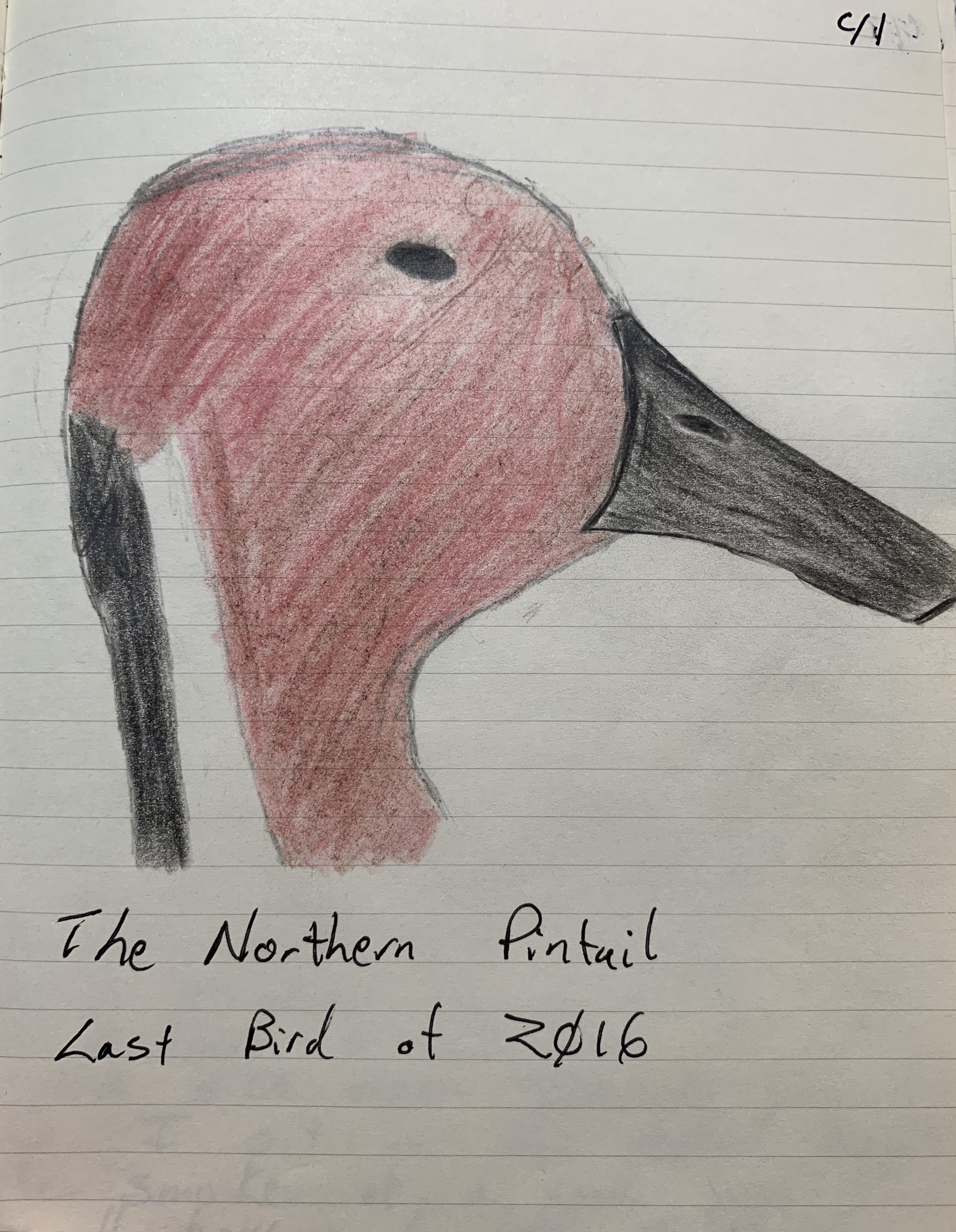 What Are Field Marks? – the suburban naturalists